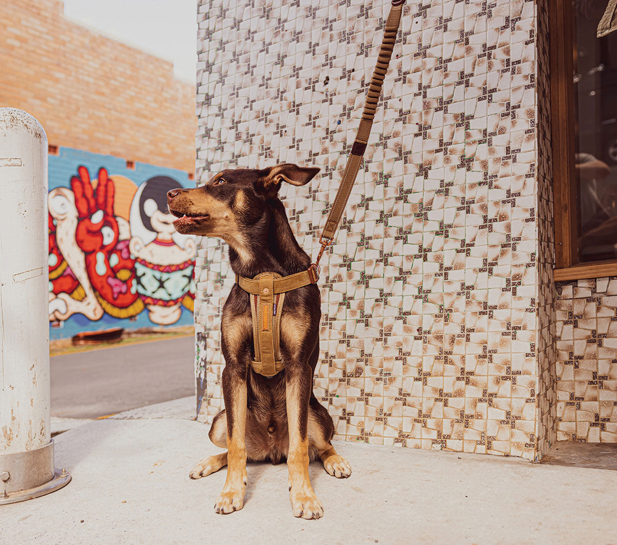 イージードッグ EZY DOG ゼロショック リード 120cm コーデュロイ【送料無料】伸縮機能付き – ペットのコジコジ