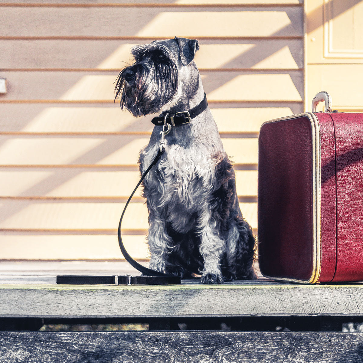 イージードッグ EZY DOG レザーリード 120cm ブラック【送料無料】 – ペットのコジコジ
